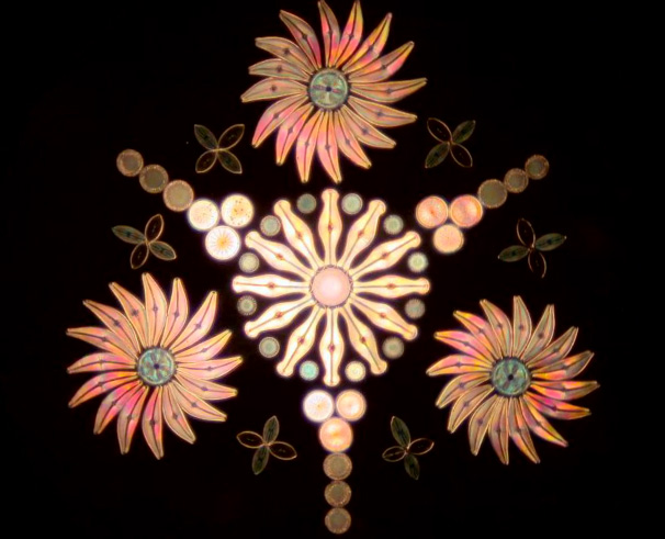 The Art of Diatom Microscopy | Stephanie Huesler