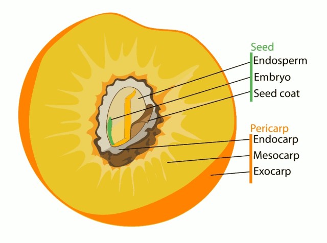 Peach Seed Premium Photo | Broken Peach Seed With A Kernel On White